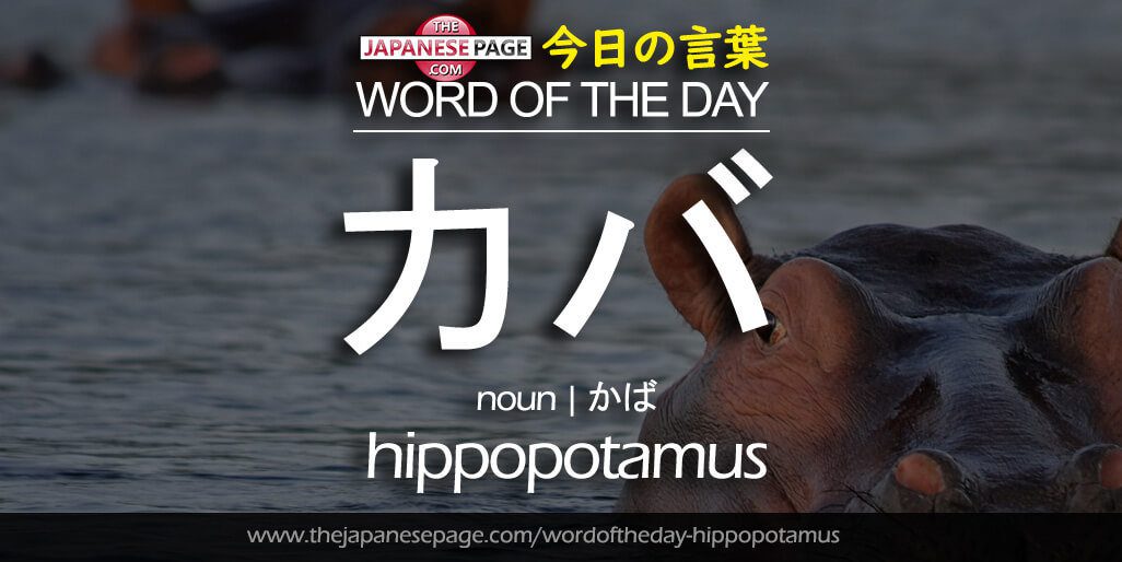 Beginner Word of the Day – カバ [hippopotamus] - Learn Japanese Online